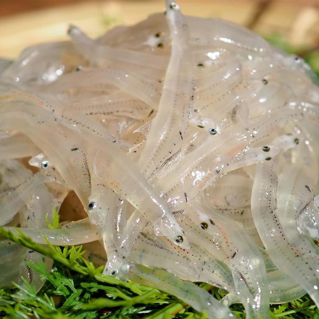 福島に春を告げる味覚！プリプリ食感がたまらない高級魚シラウオ - TIMELINE